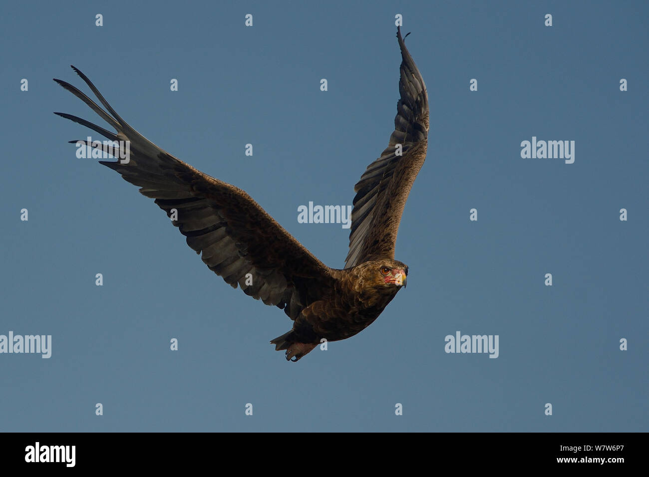 Bateleur eagle botswana hi-res stock photography and images - Alamy