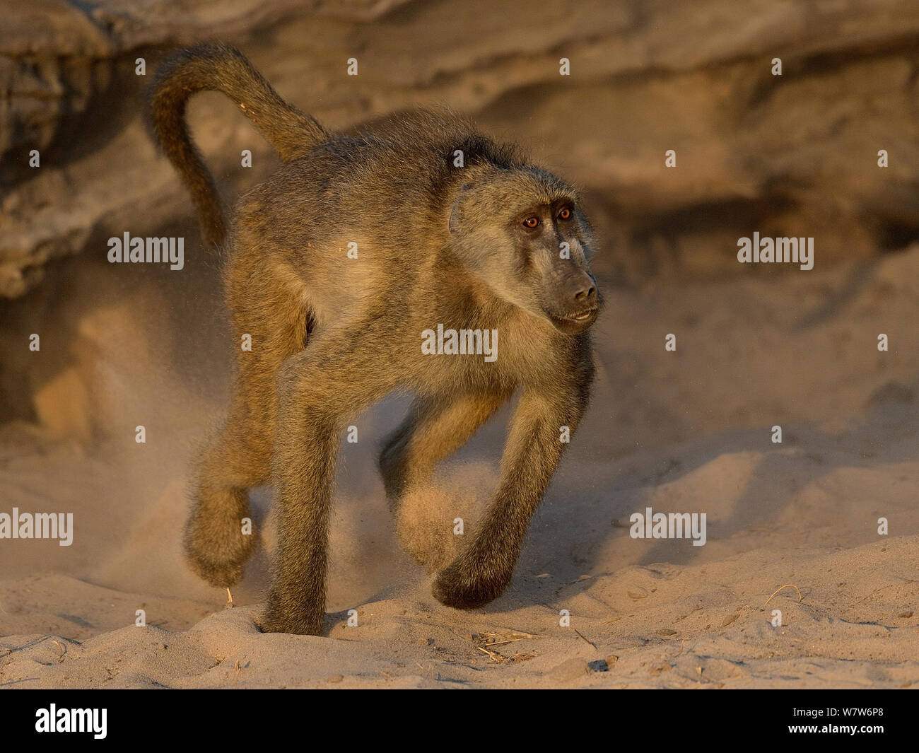 Baboon running hi-res stock photography and images - Alamy