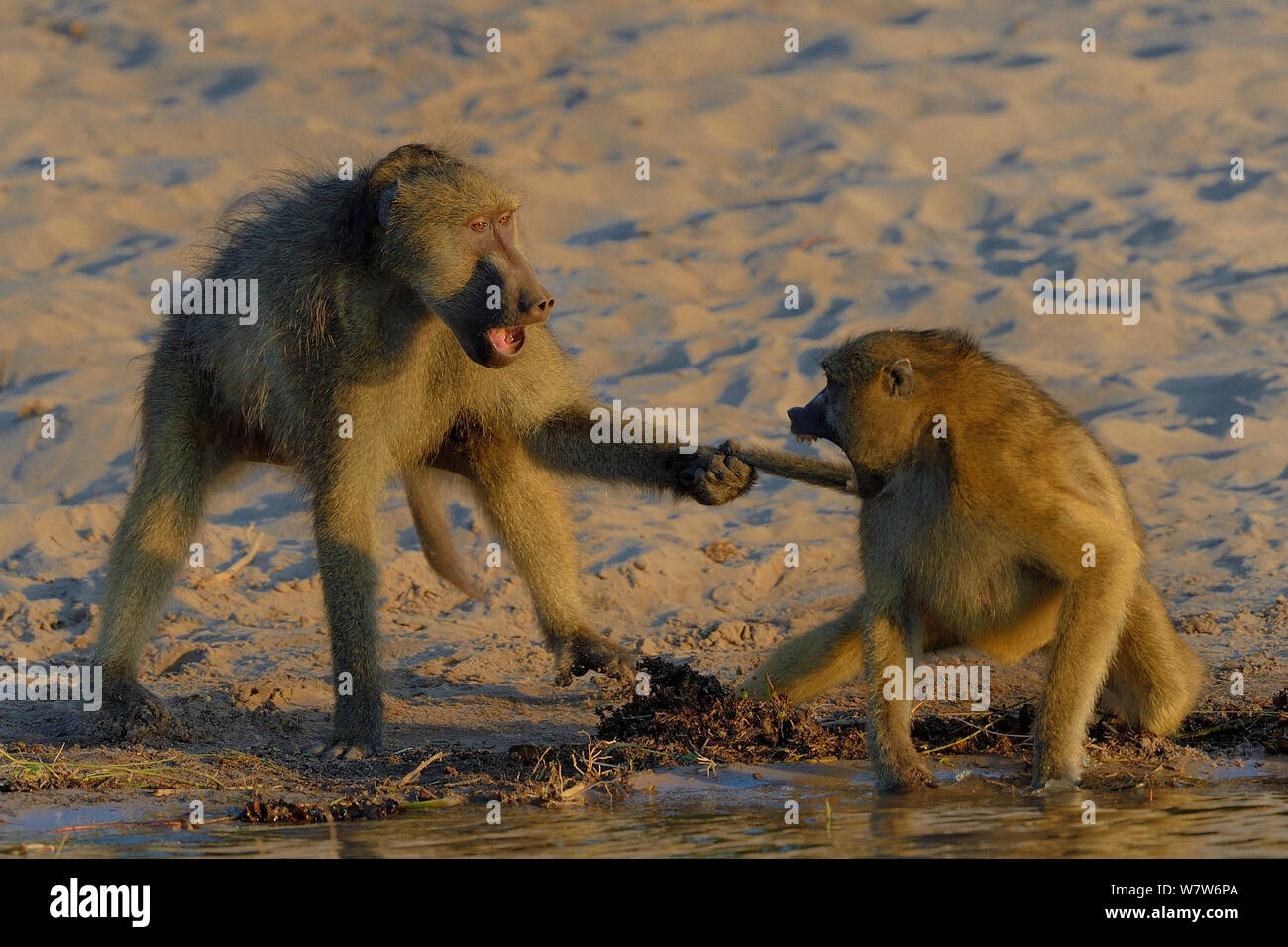 Baboon aggression male hi-res stock photography and images - Alamy