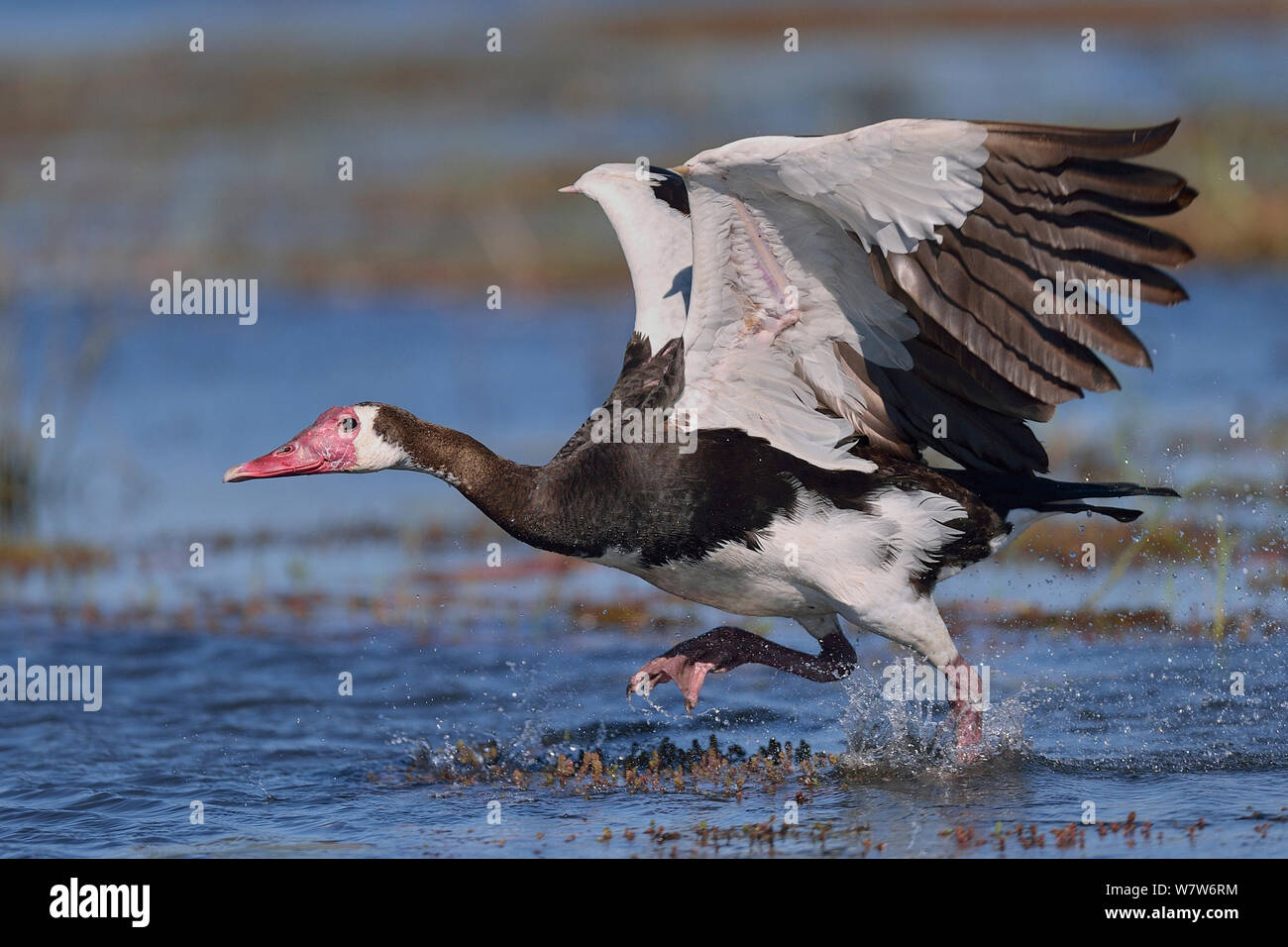Spur Winged Goose High Resolution Stock Photography and Images - Alamy