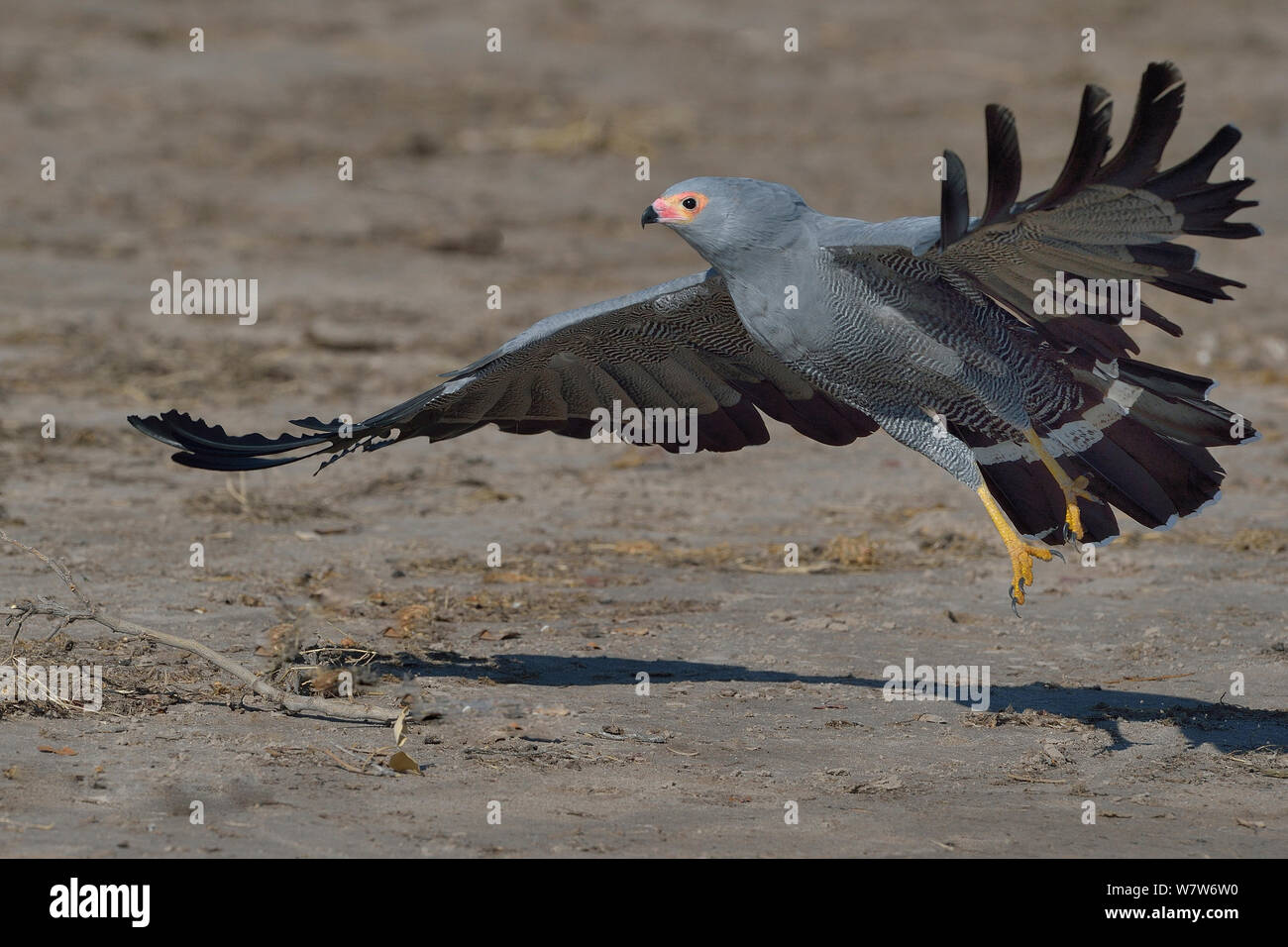 African harrier hawk hi-res stock photography and images - Alamy