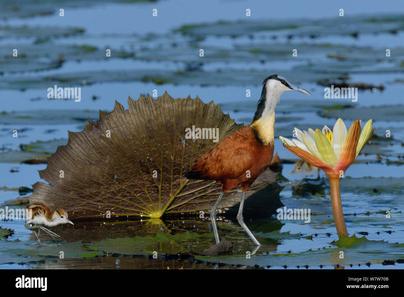 Male African jacana (Actophilornis africana) and chick on Water lily ...