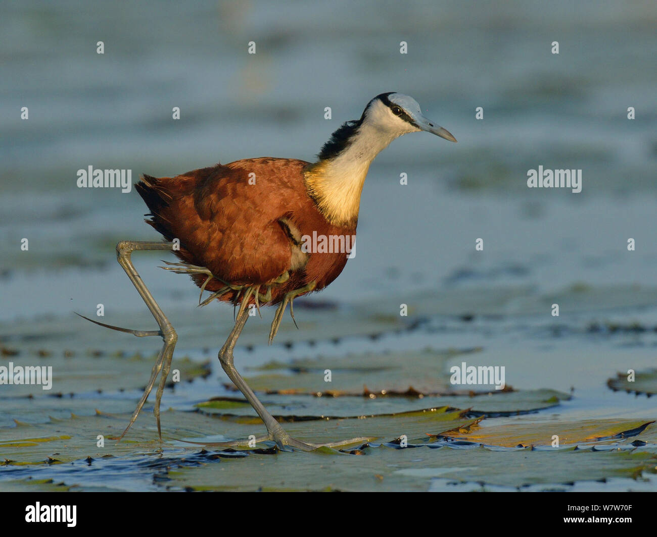 African jacana carrying hi-res stock photography and images - Alamy
