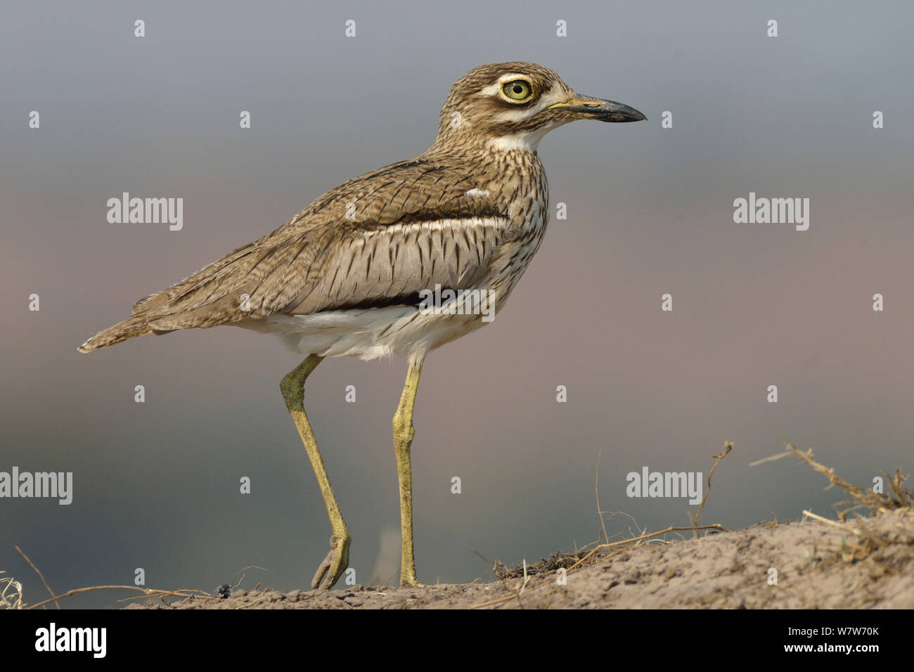 Water dikkop / thick-knee (Burhinus vermiculatus) portrait, Chobe River ...
