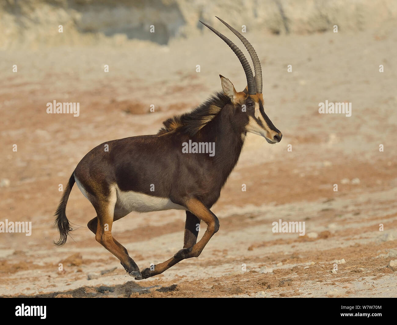 Sable Antelope Running
