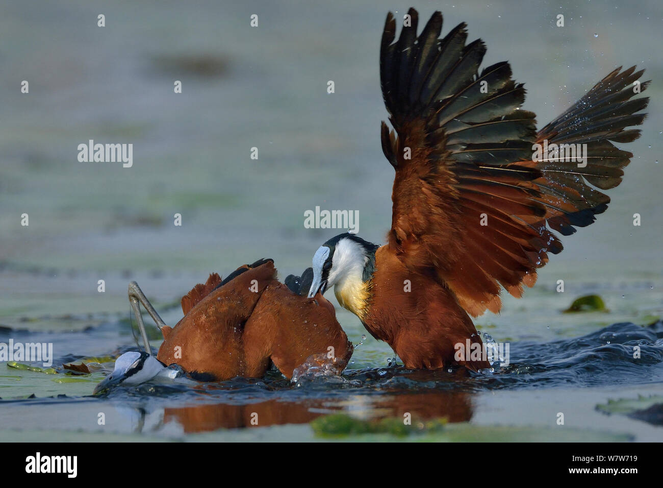 Female African jacana (Actophilornis africana) attacking male, Chobe ...