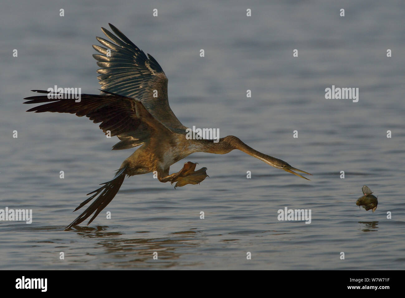 Dropped food hi-res stock photography and images - Alamy