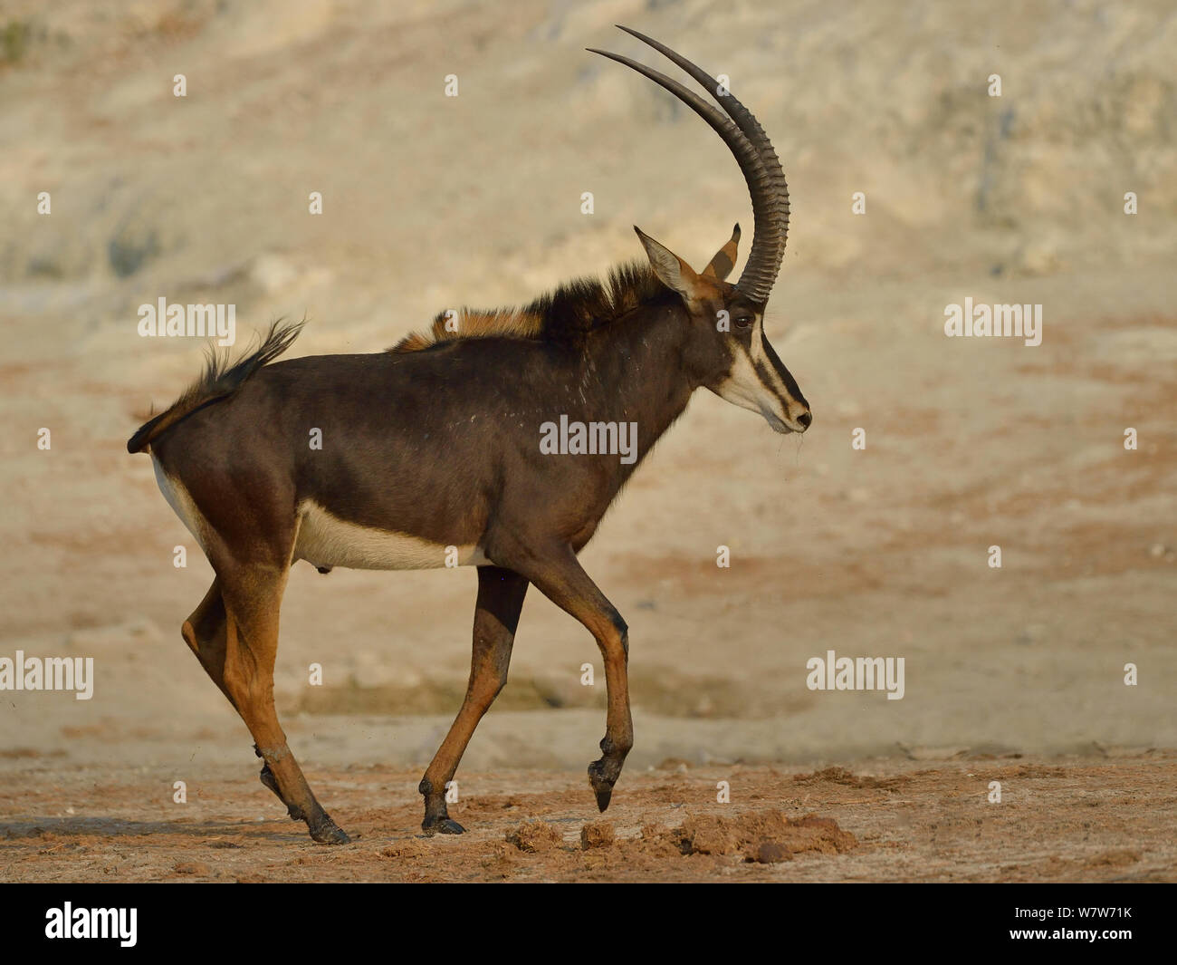 Young Sable Antelope