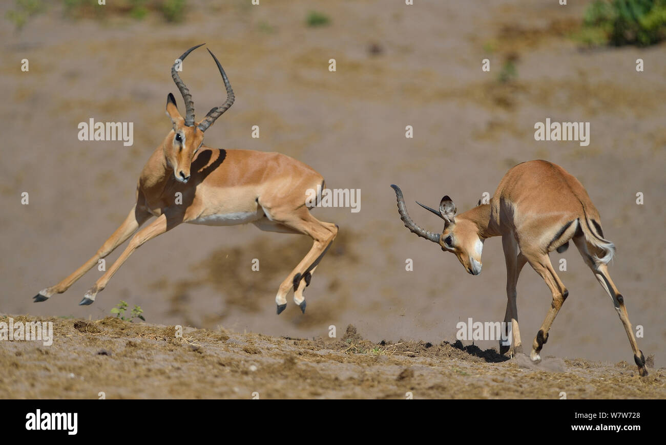 Two rams fighting hi-res stock photography and images - Alamy