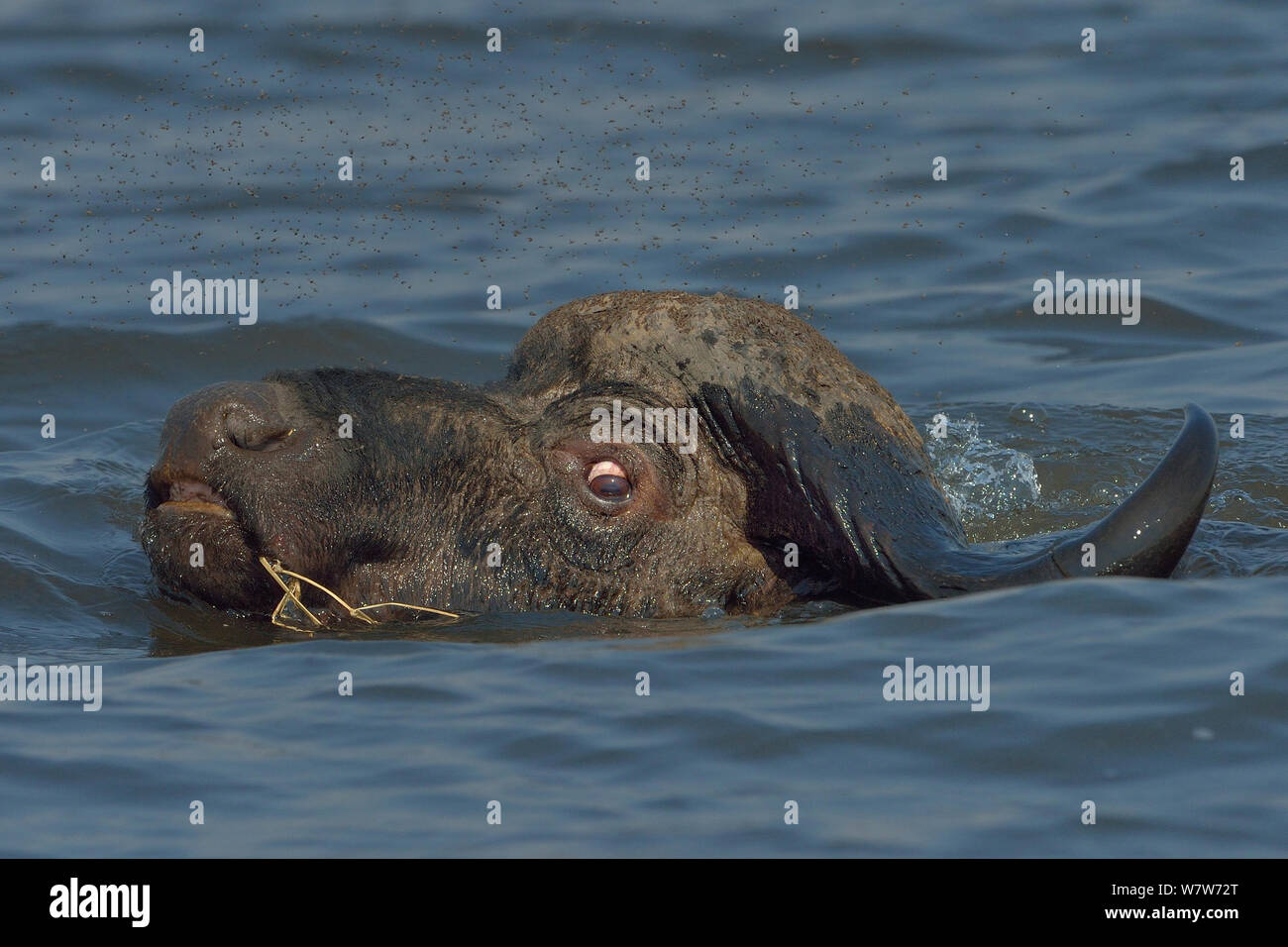 Bull swimming hi-res stock photography and images - Alamy