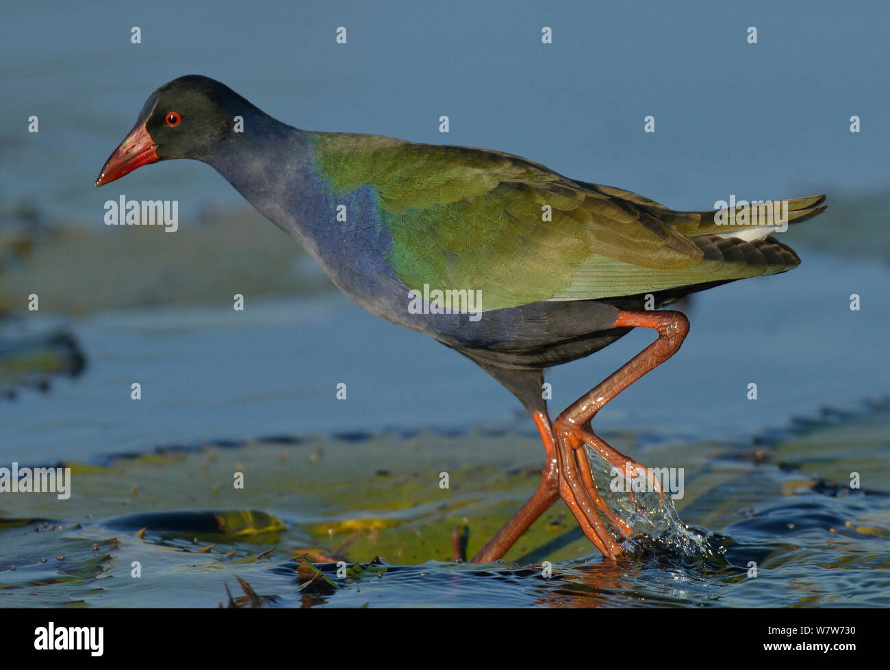 Allen's gallinule (Porphyrio alleni) walking over water lily pads ...