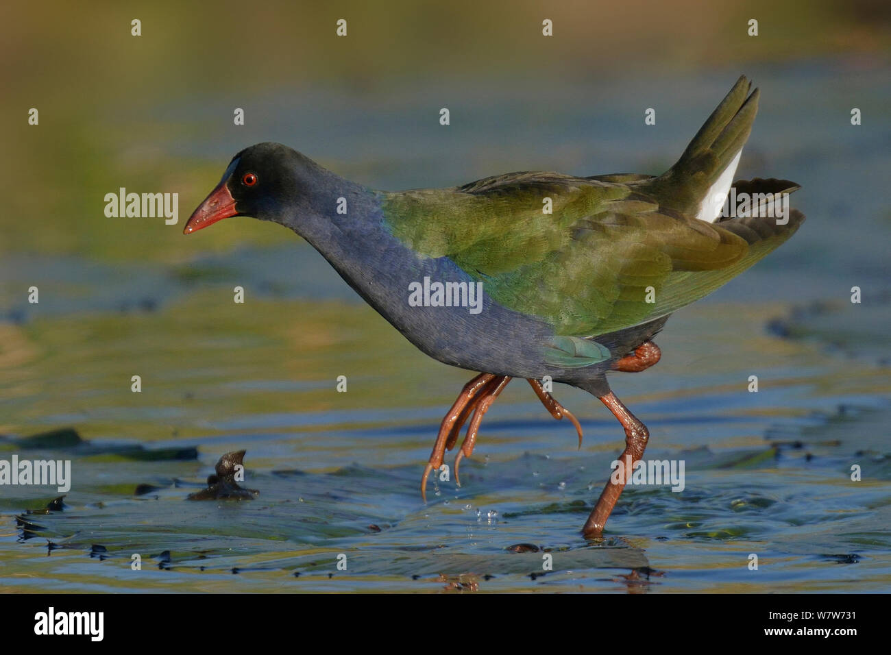 Allen's gallinule (Porphyrio alleni) on water lily pads, Chobe River ...