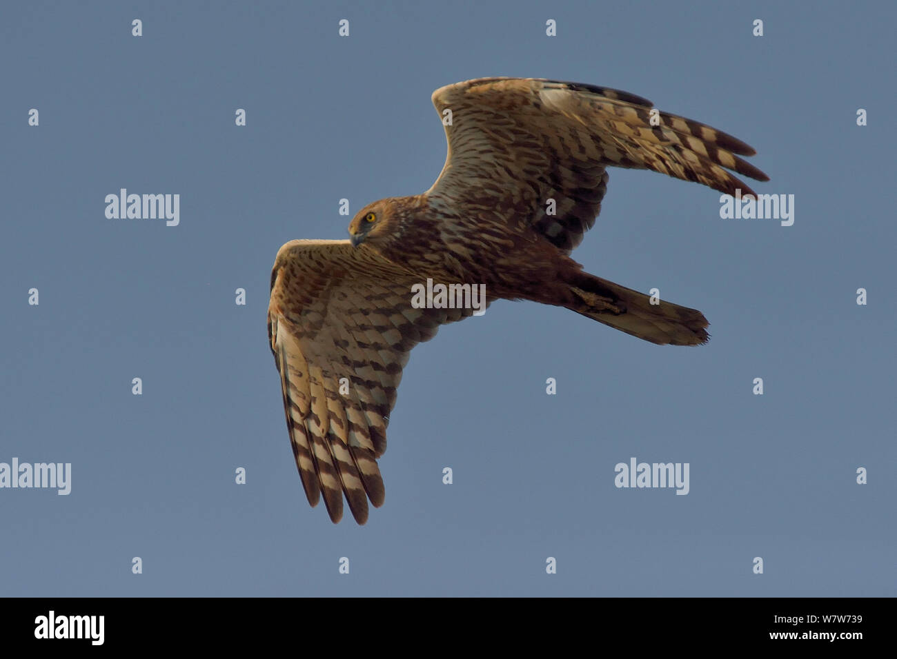 African marsh harrier (circus ranivorus) in flight, Chobe River ...