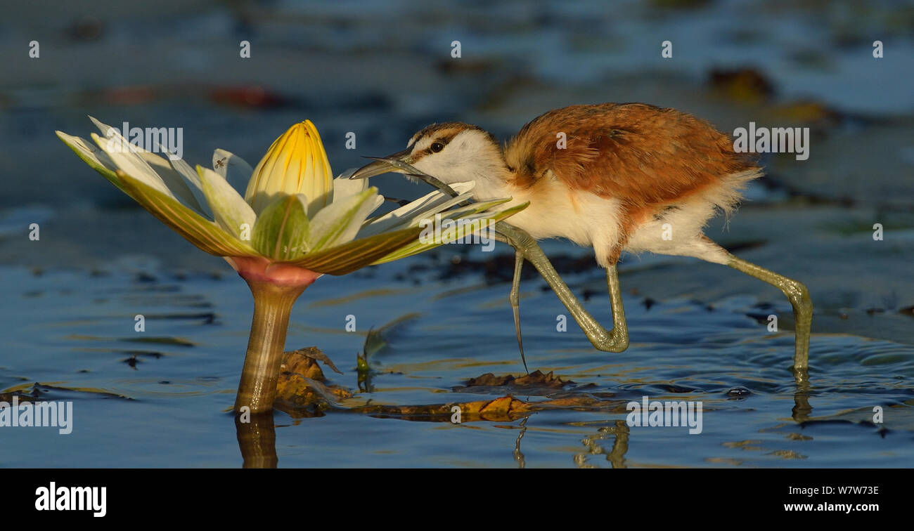 Juvenile African jacana (Actophilornis africana) foraging for insects ...