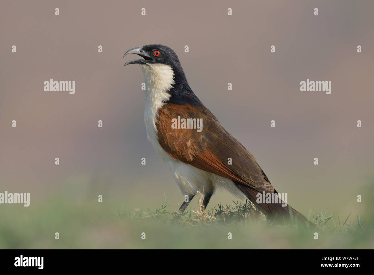 Centropus senegalensis hi-res stock photography and images - Alamy