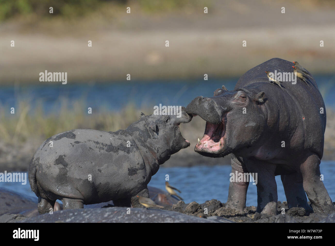Baby hippos playing hi-res stock photography and images - Alamy