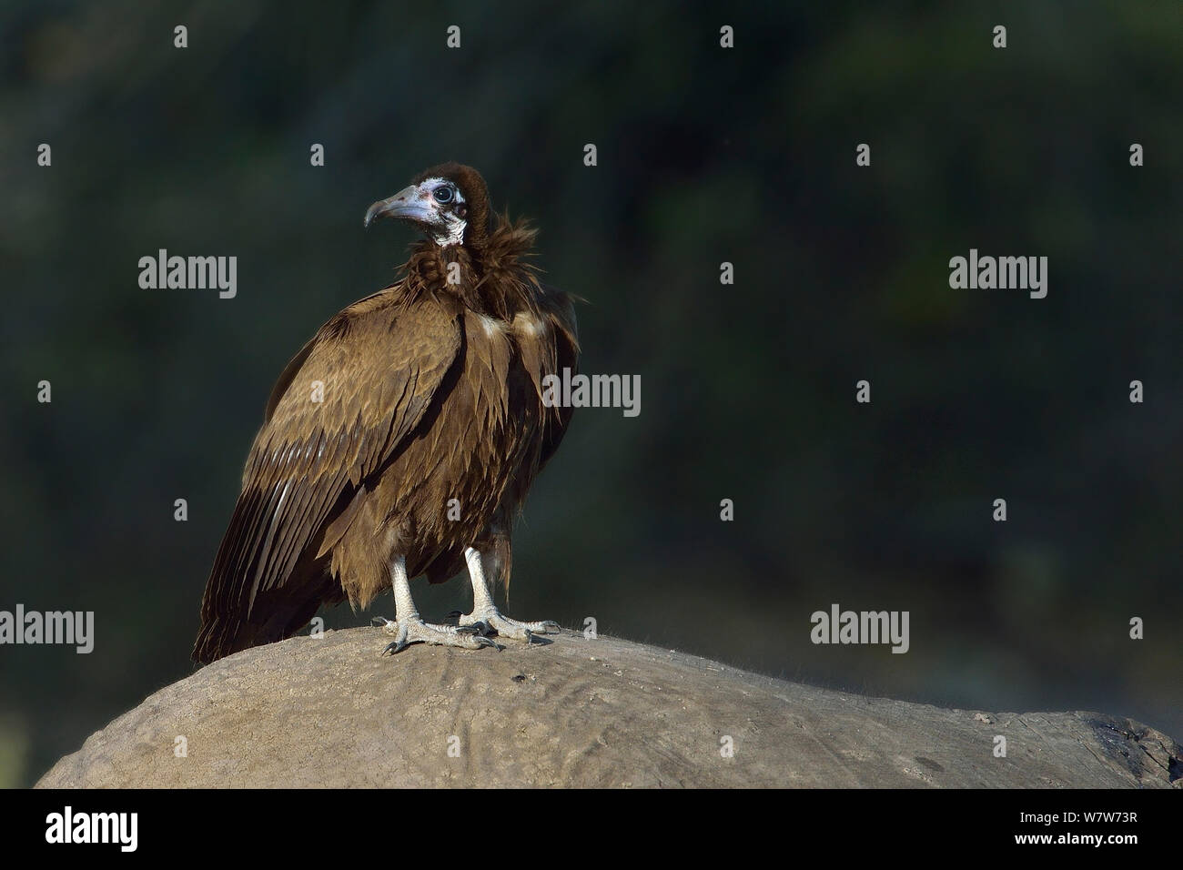 Vulture on dead animal carcass hi-res stock photography and images - Alamy