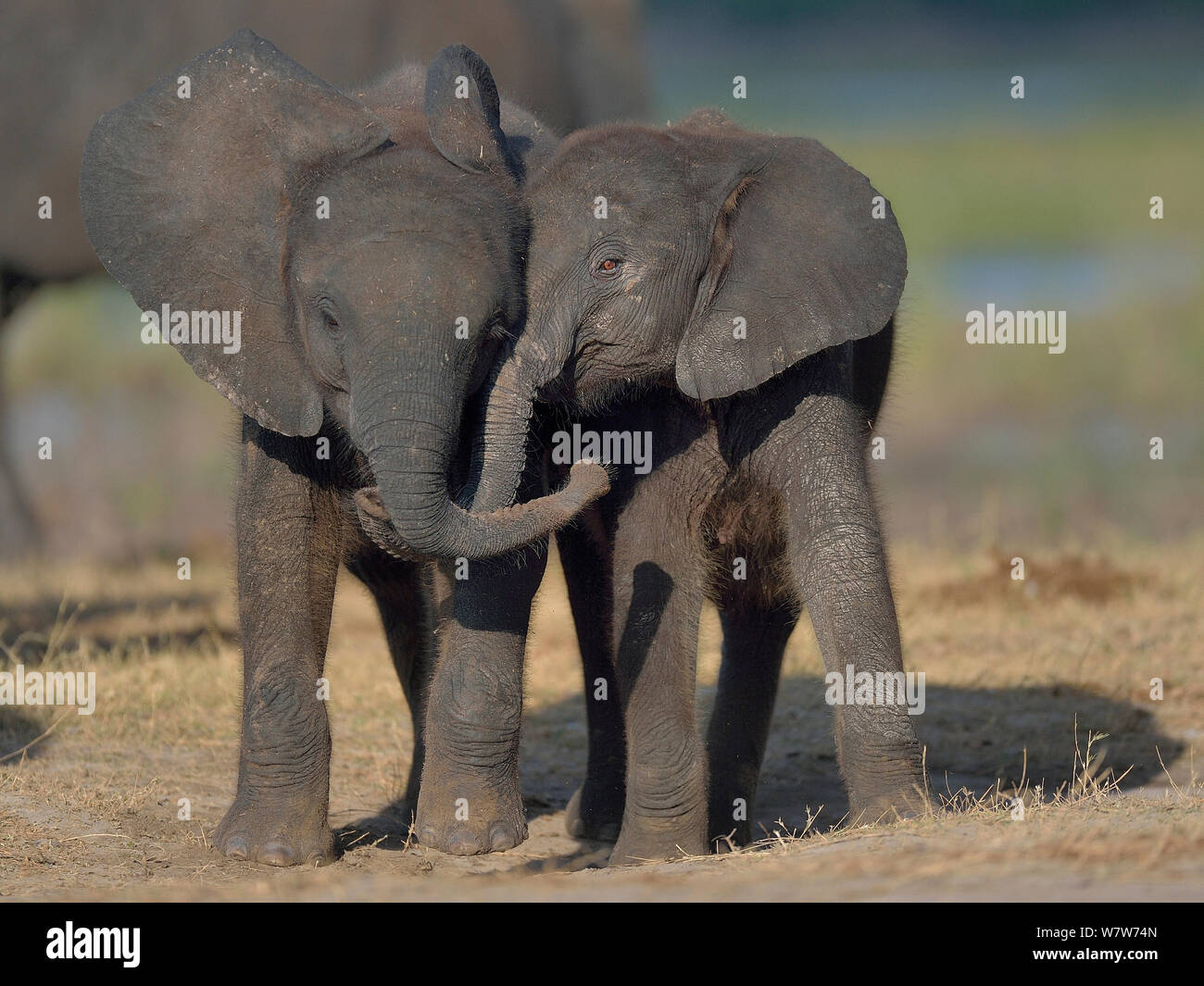 Baby elephant young vulnerable animal hi-res stock photography and ...