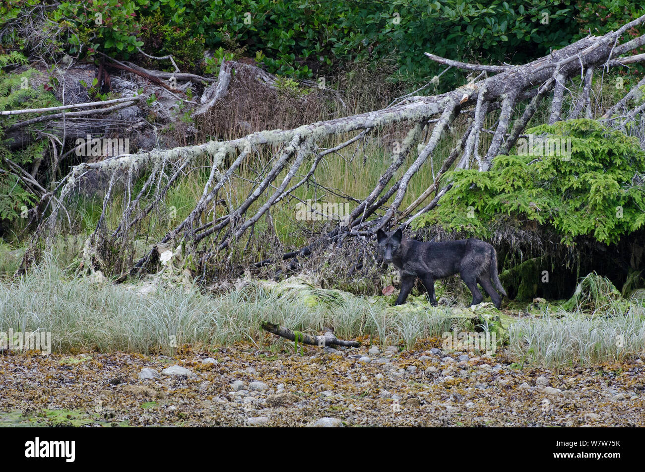 Vancouver island grey wolf (Canis lupus crassodon) melanistic form ...