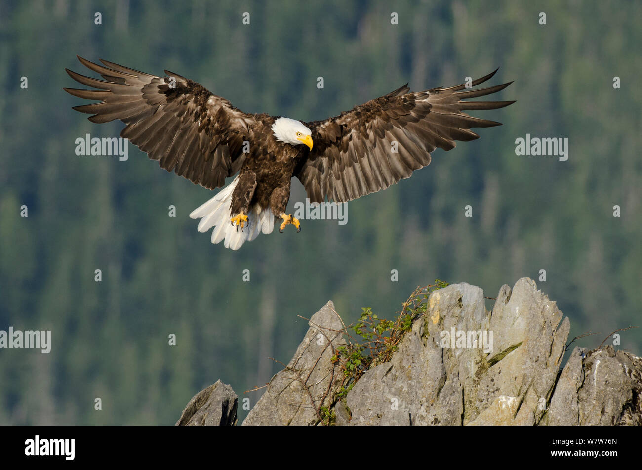 Flying american bald eagle landing hi-res stock photography and images ...