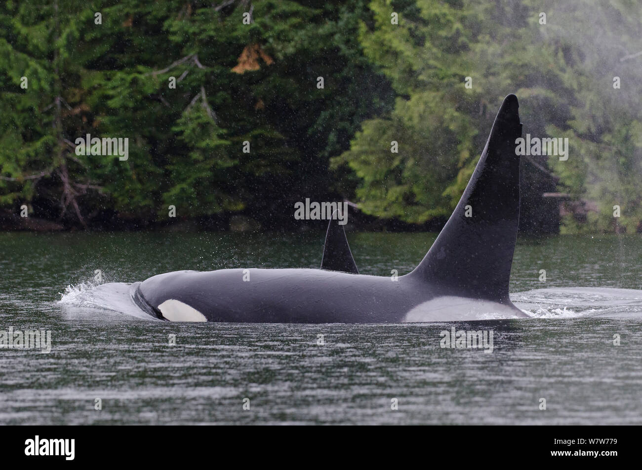 Killer whale (Orcinus orca) male and female at surface, transient race ...
