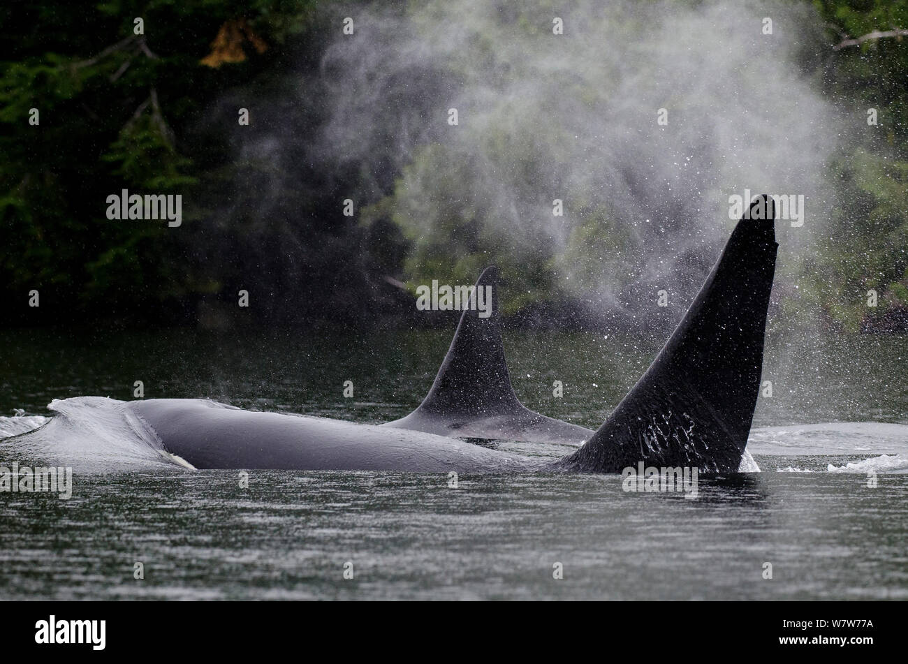 Killer whale (Orcinus orca) male and female surfacing, transient race ...
