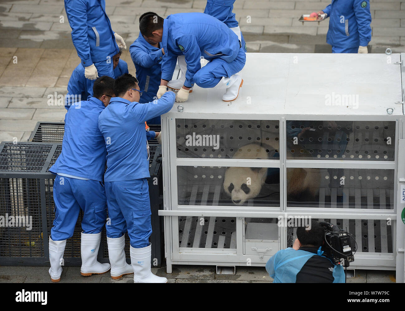 Chinese workers load giant panda Xing Ya into a cargo box at the ...