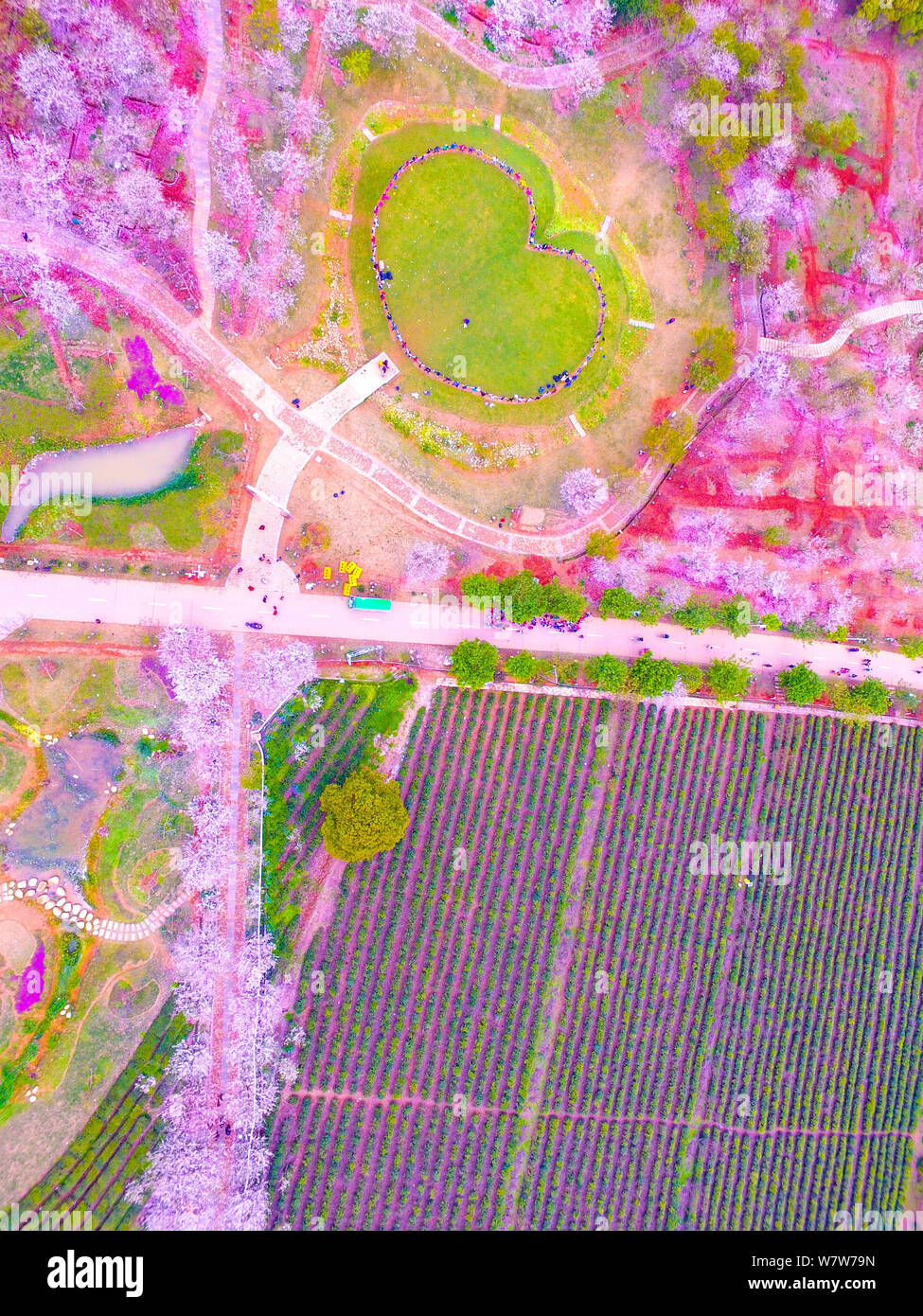 Chinese Shaped Trees High Resolution Stock Photography and Images - Alamy