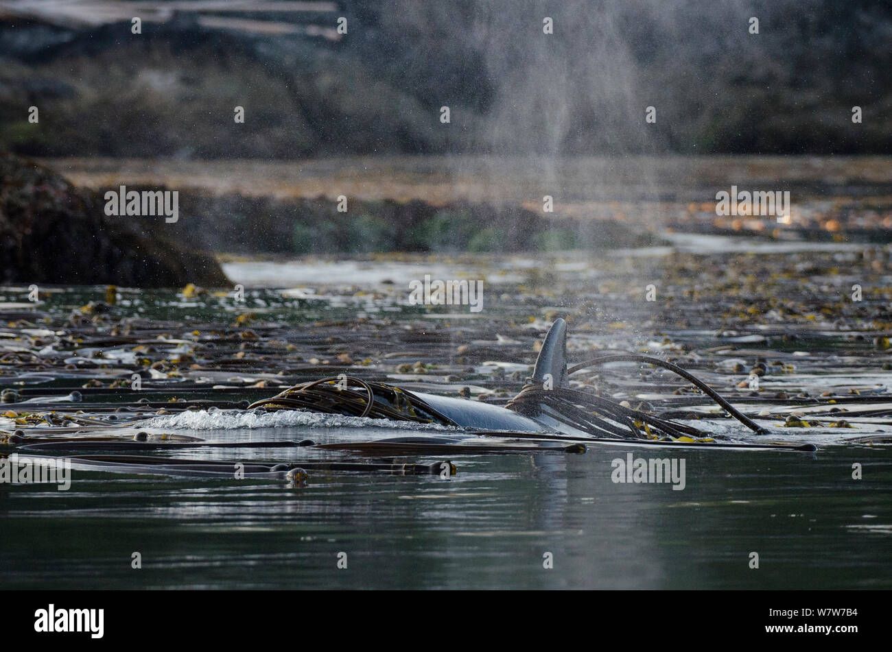 Bull dolphin hi-res stock photography and images - Alamy