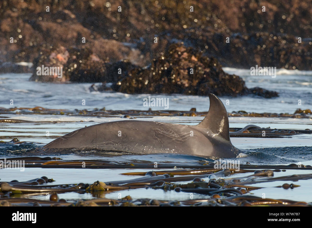 Killer whale (Orcinus orca) female swimming amongst bull kelp ...