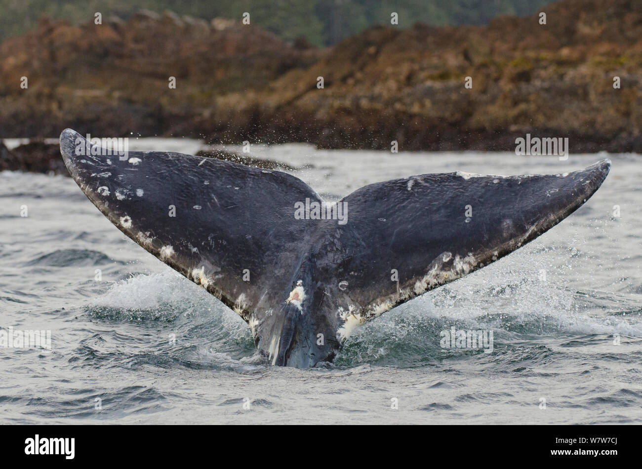 Grey whale hi-res stock photography and images - Alamy