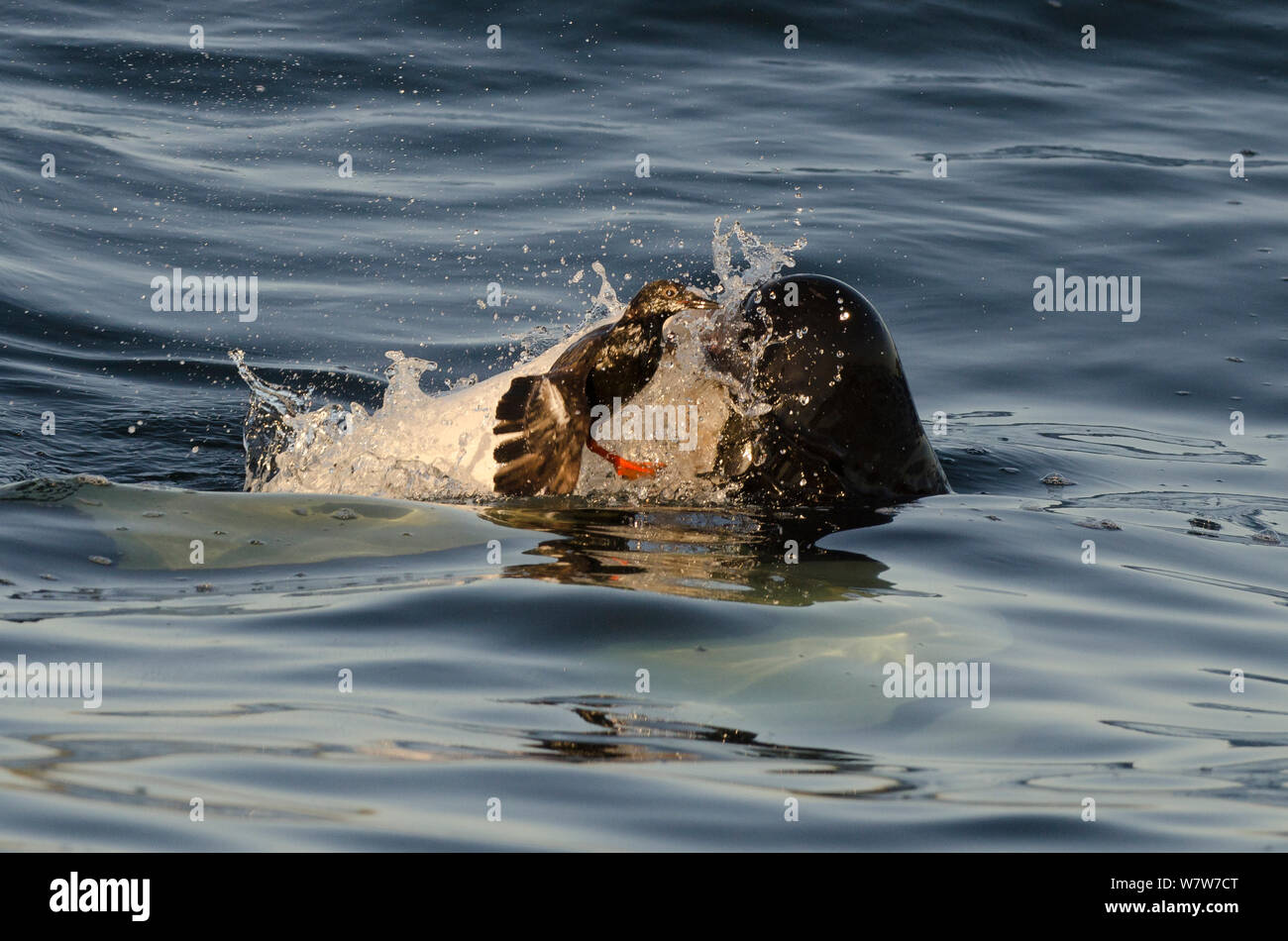 Transient race Killer whale (Orcinus orca) attacking a Pigeon Guillemot ...
