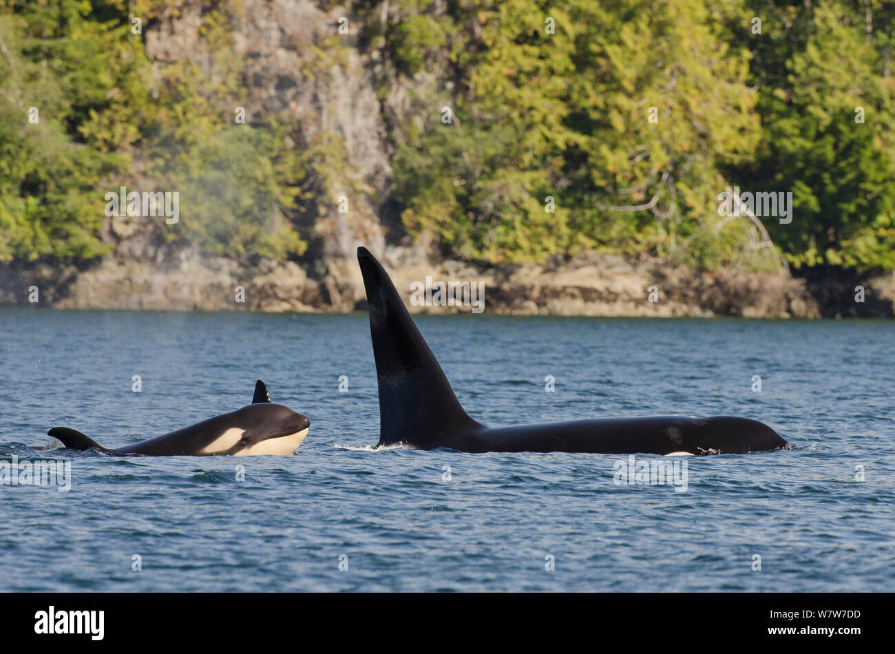 Orca vancouver calf hi-res stock photography and images - Alamy