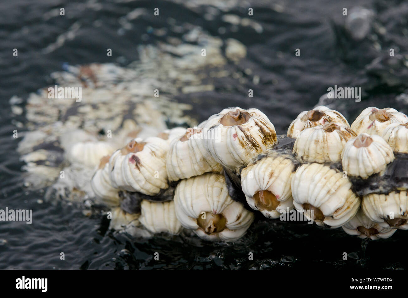Barnacle whale hi-res stock photography and images - Alamy