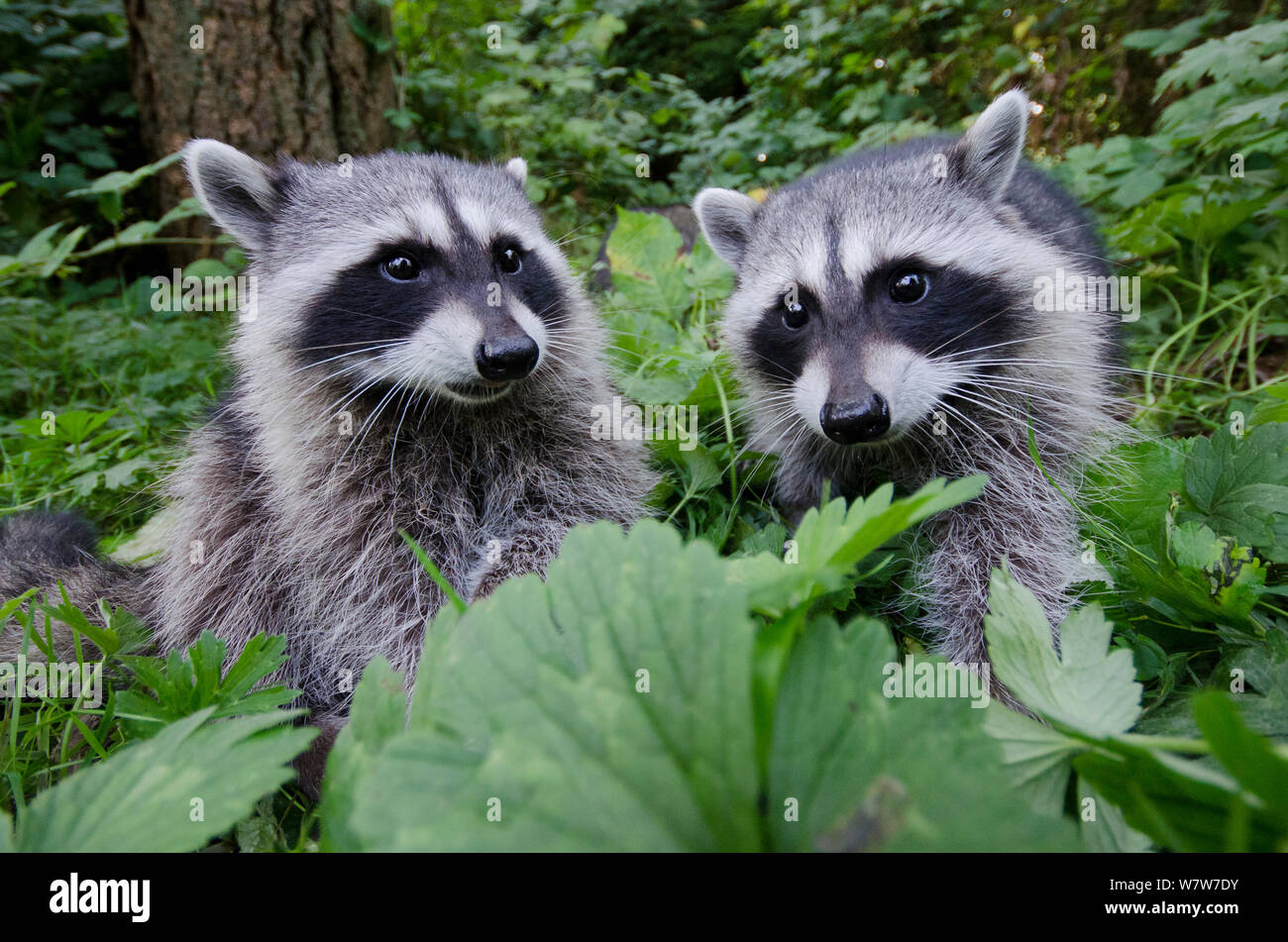 Two raccoon hi-res stock photography and images - Alamy