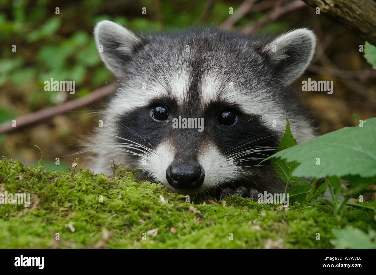 Raccoon (Procyon lotor) kit portrait,, Stanley Park, Vancouver, British ...