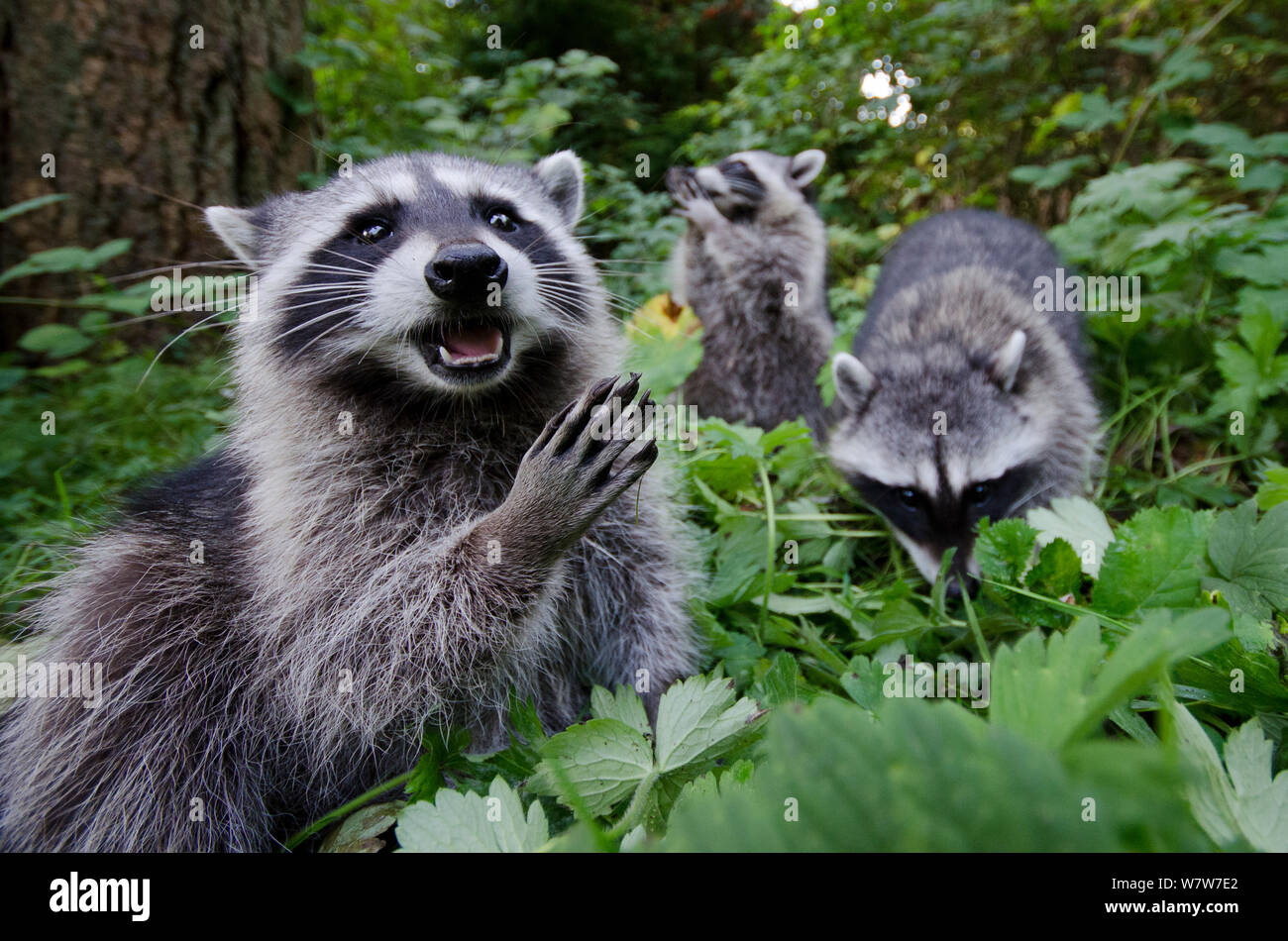 Raccoons (Procyon lotor) Stanley Park, Vancouver, British Columbia ...