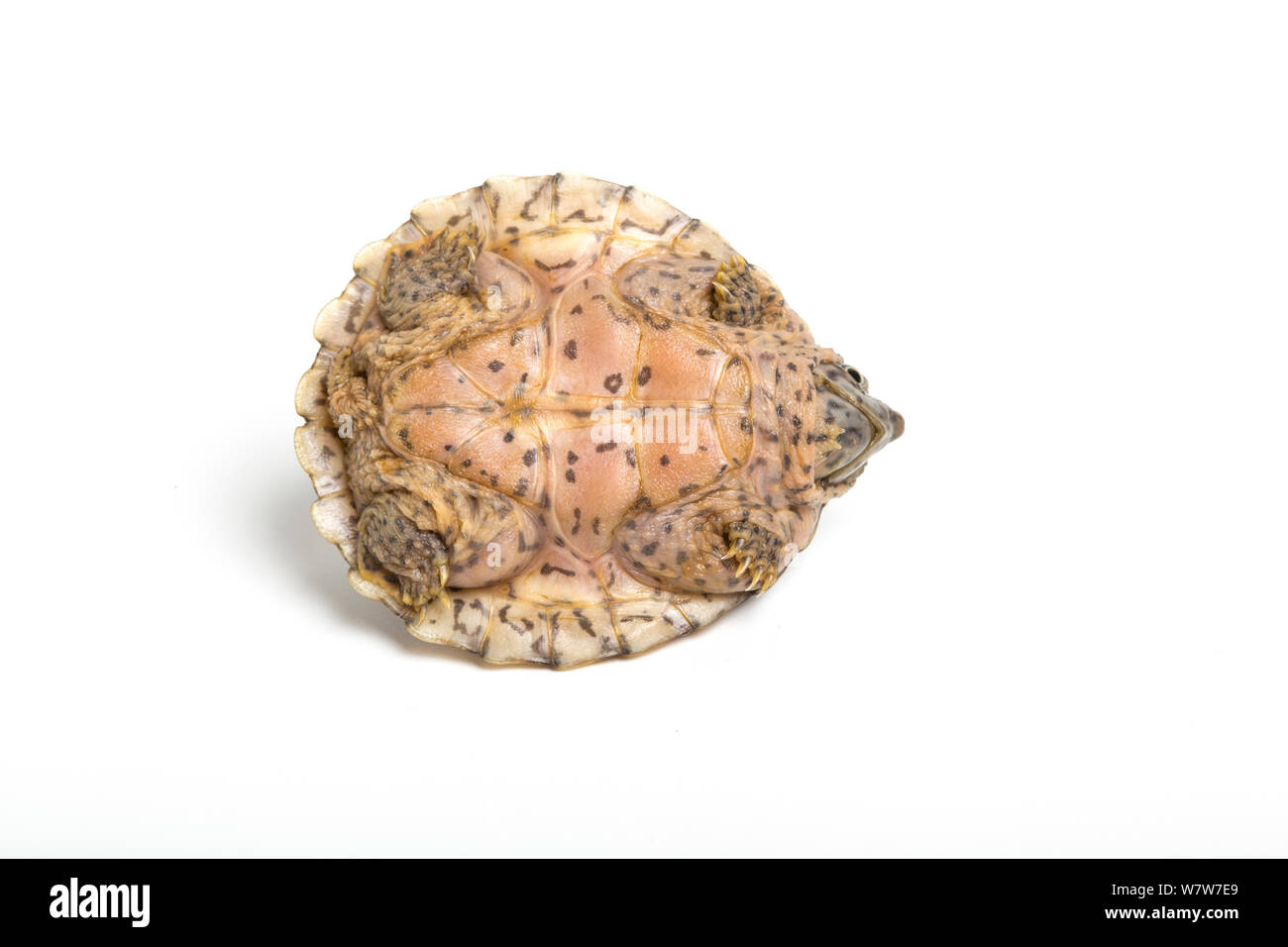 Razorback musk turtle (Sternotherus carinatus) juvenile, underside ...