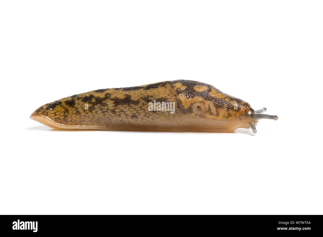 Leopard slug / Great grey slug (Limax maximus), Yorkshire, UK Stock ...