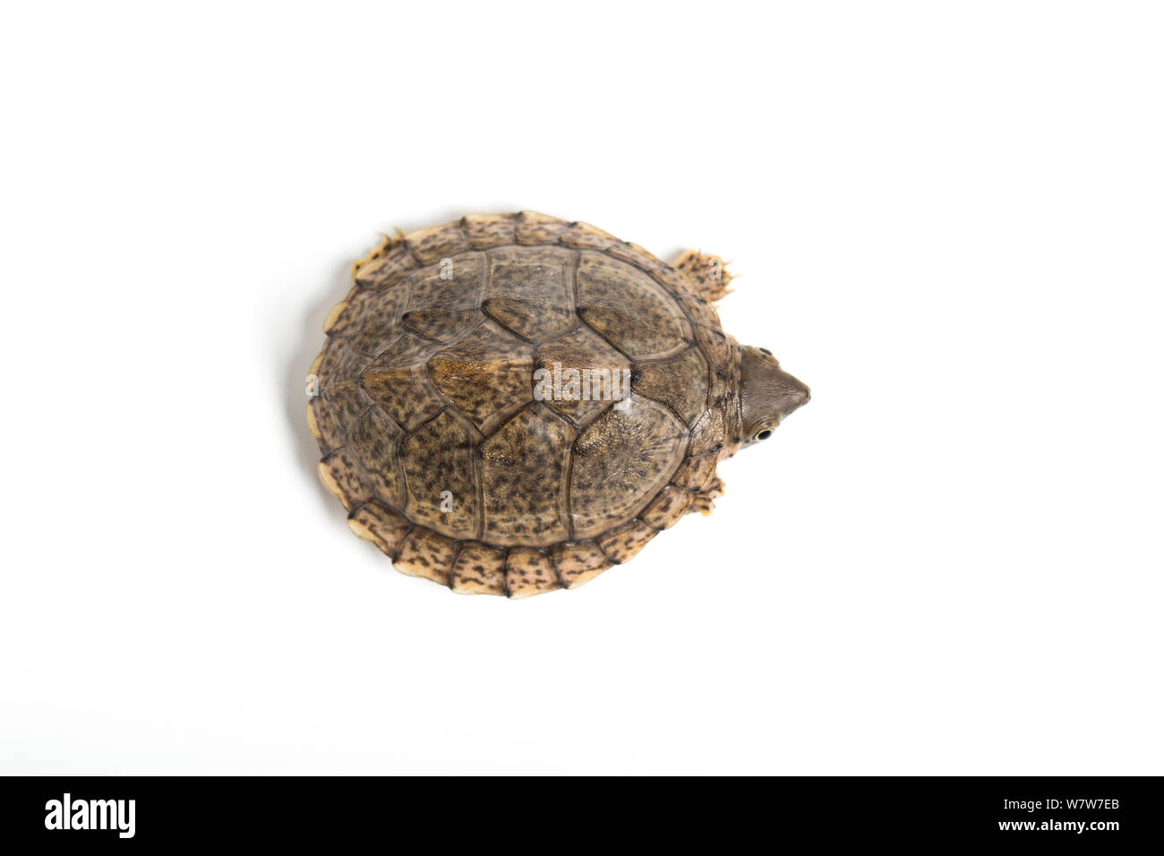 Razorback musk turtle hi-res stock photography and images - Alamy