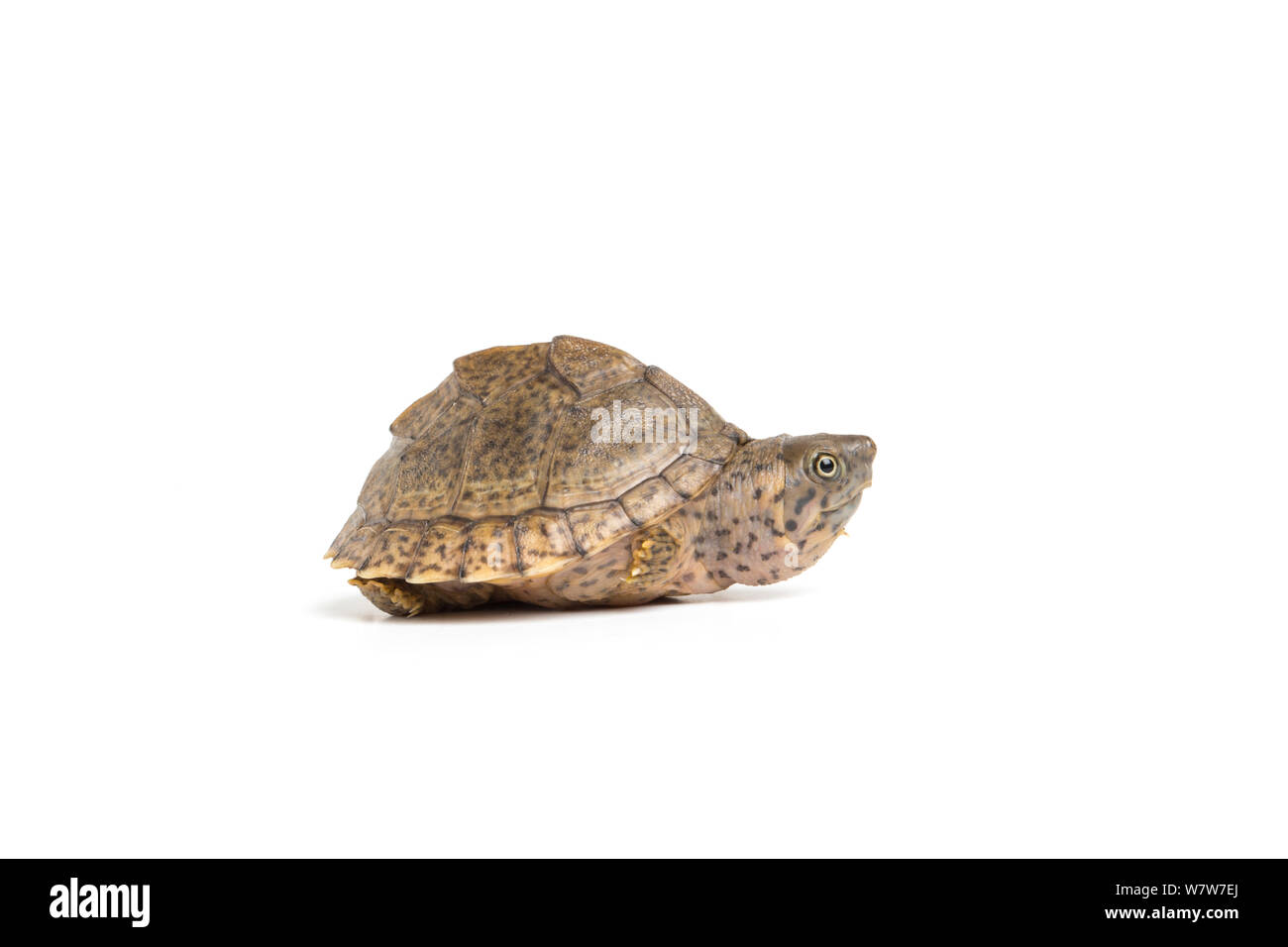 Razorback musk turtle hi-res stock photography and images - Alamy