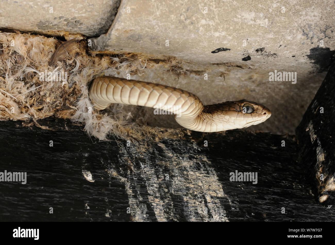 Boomslang (Dispholidus typus) female in swallows nest in garage roof ...