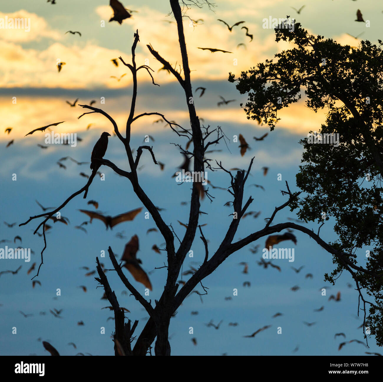 Kasanka bat migration hi-res stock photography and images - Alamy