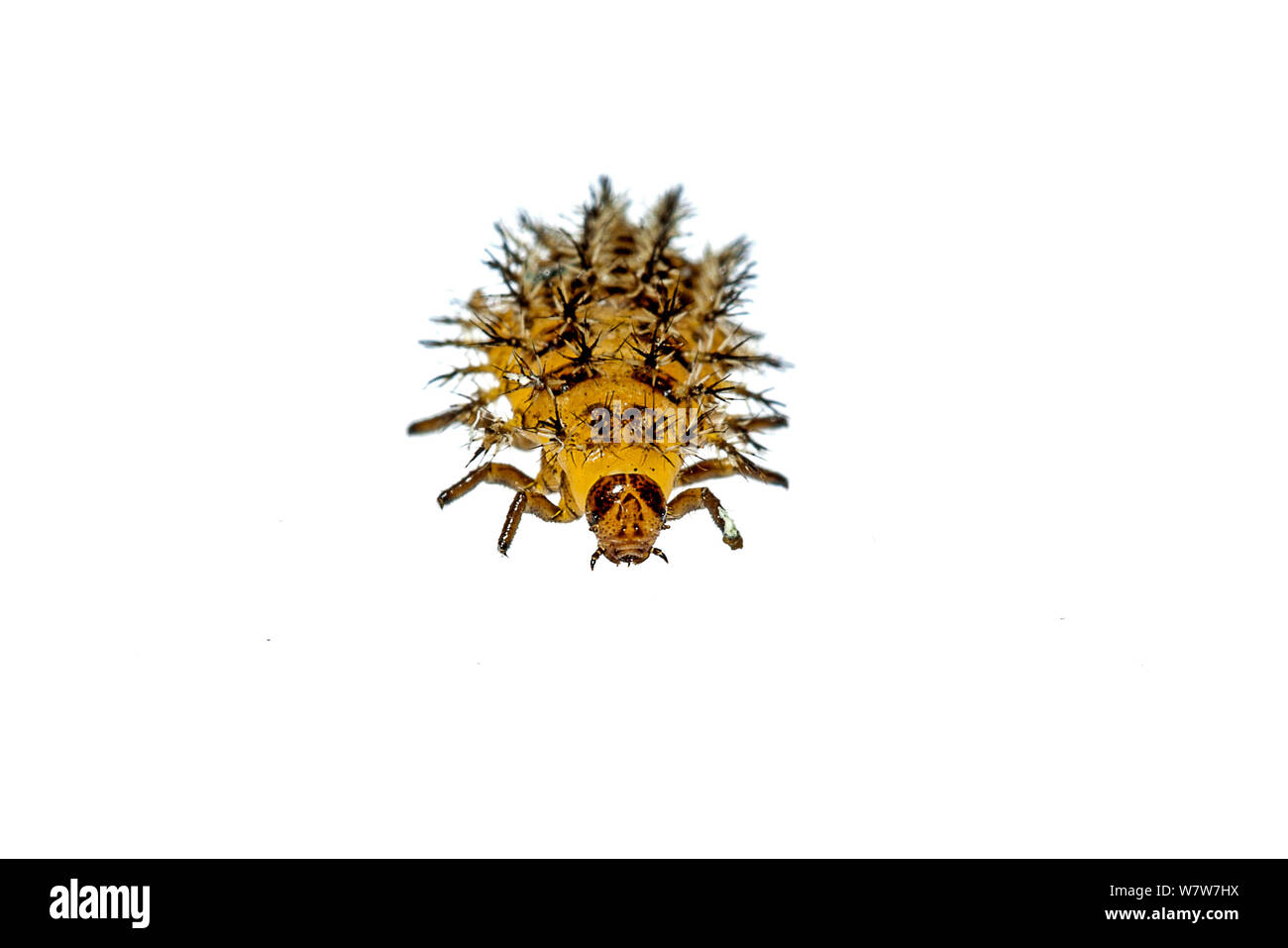 Ladybird (Coccinellidae) larva, Crete, Greece, February ...