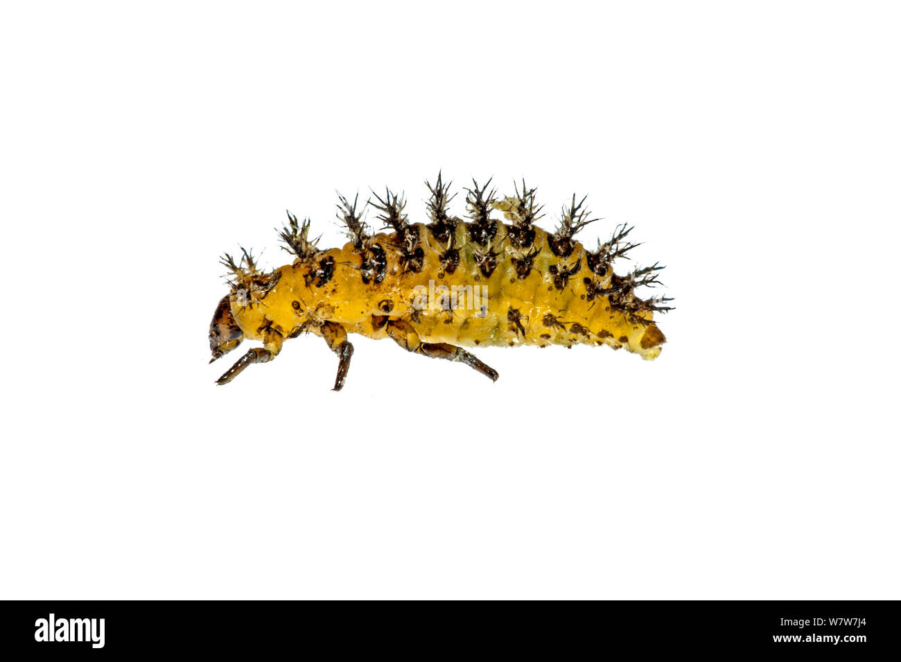 Ladybird (Coccinellidae) larva, Crete, Greece, February ...