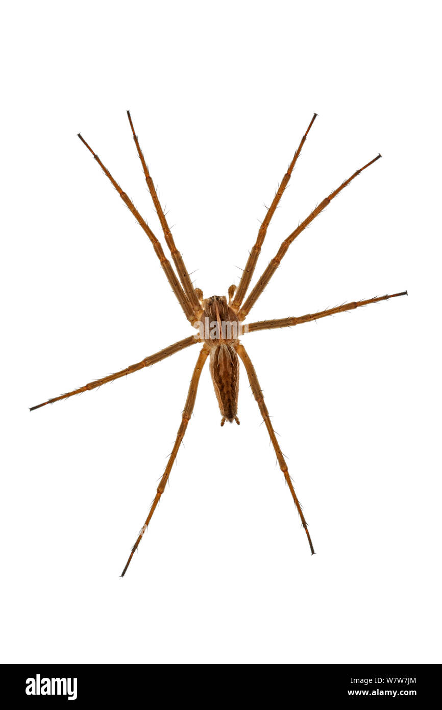 Nursery web spider (Pisauridae) Crete, Greece. Meetyourneighbours.net ...