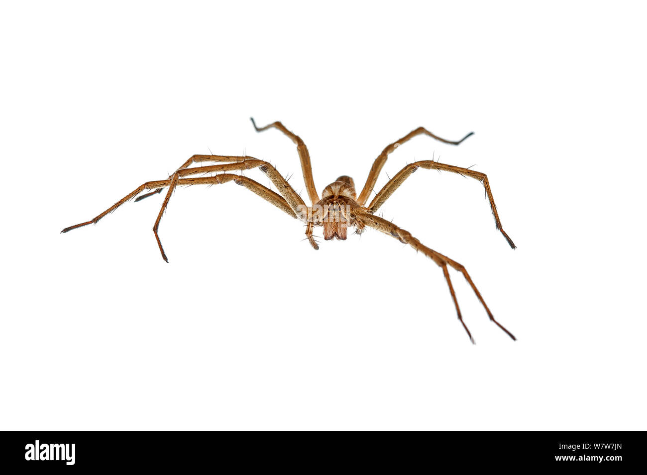 Nursery web spider (Pisauridae) Crete, Greece. Meetyourneighbours.net ...