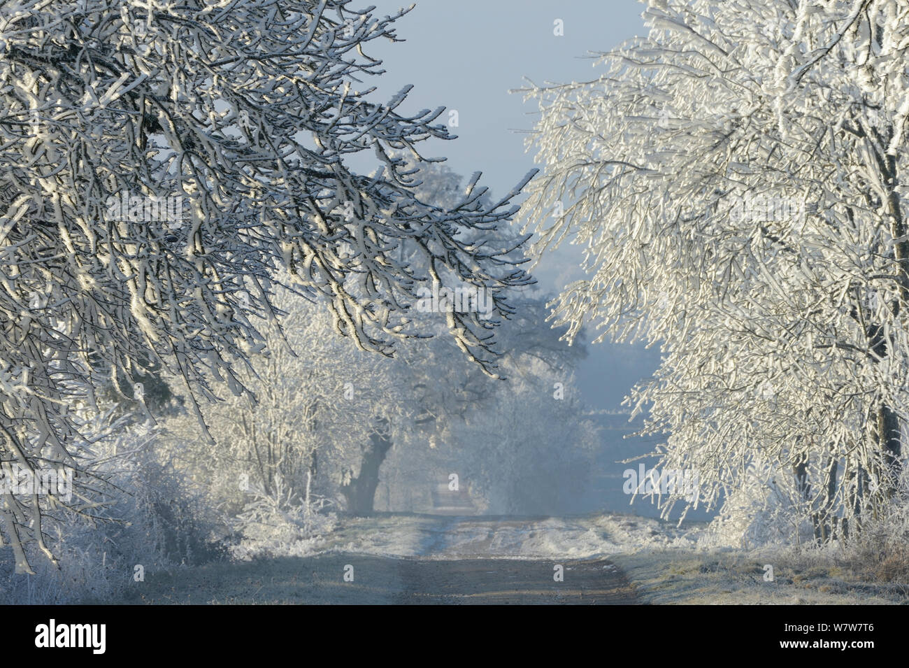 Small path in frosty landscape, Vosges, France, November 2013 Stock ...