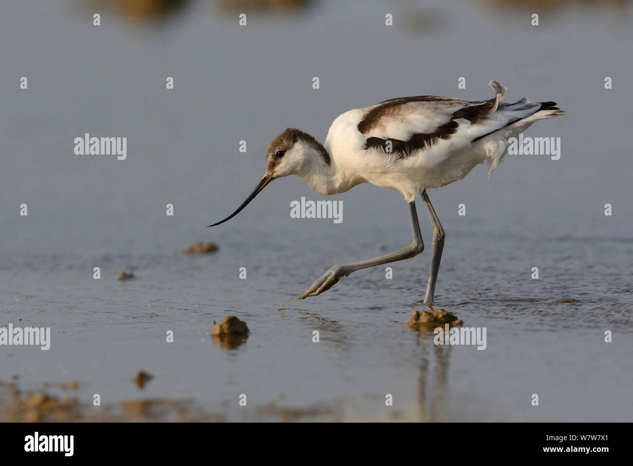 Pied Avocet (Recurvirostra avosetta) walking in shallows, Aude, France ...