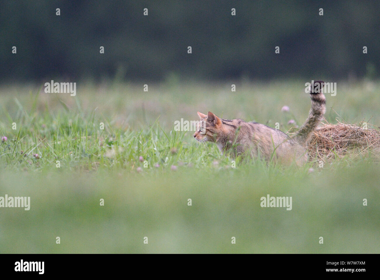 Wild cat (Felis silvestris) Vosges, France, July Stock Photo - Alamy